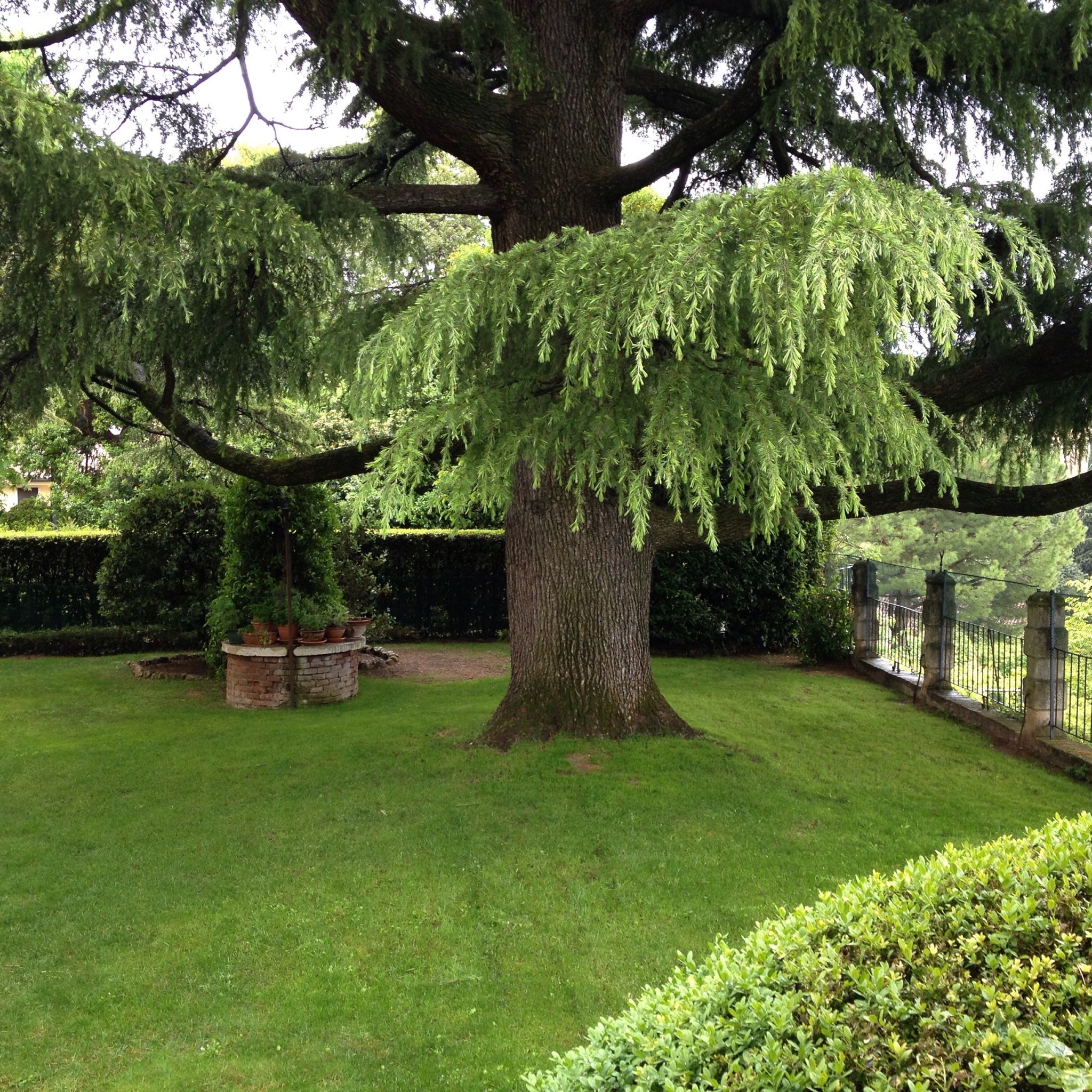 Potatura Cedro del Libano - Instapro